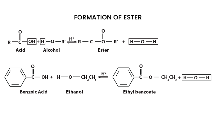 Ester - Definition, Structure, Esterification and Uses | PW